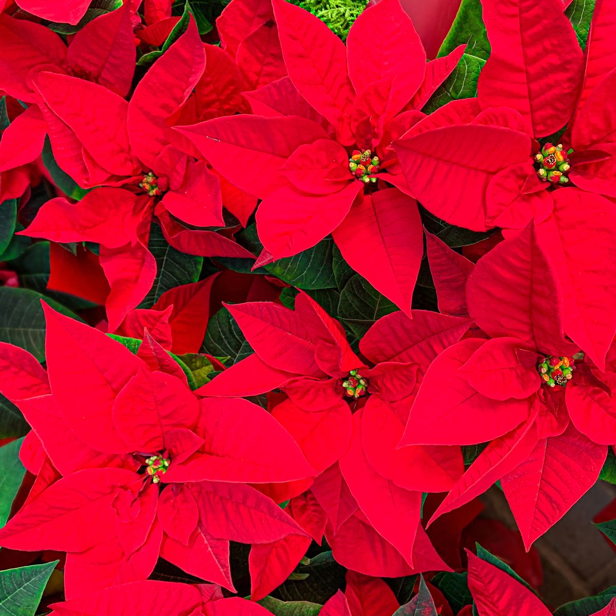 Pretty but deadly holiday plants | The Rob Ellerman Team